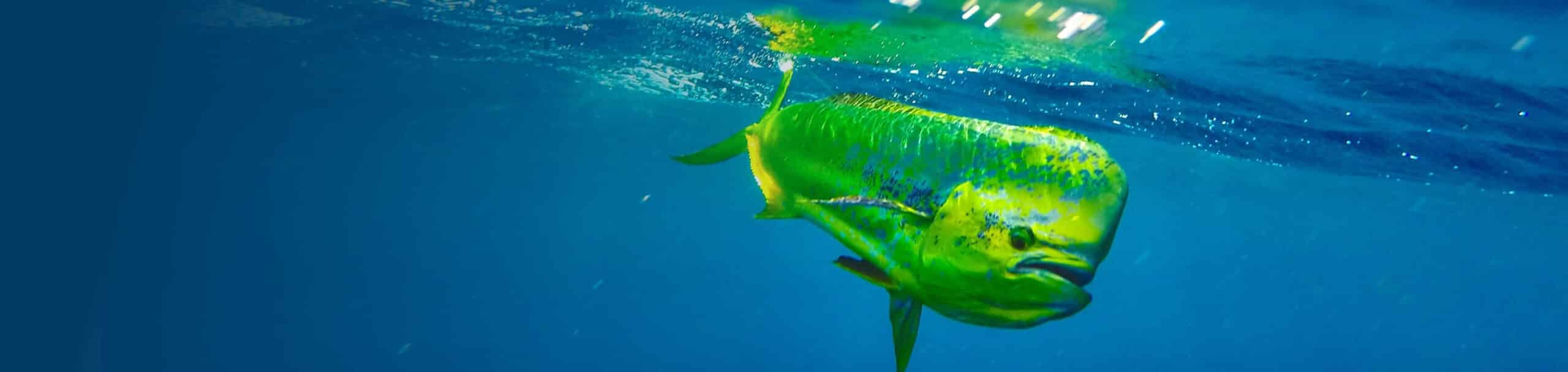 Fishing Calendar - Catch 'Em All Florida Keys Fishing